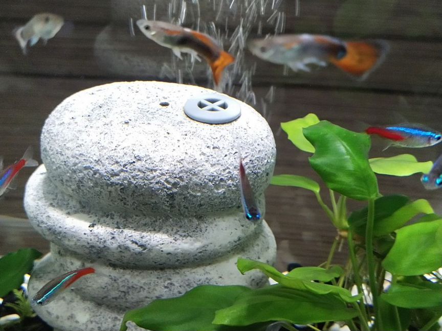 Гуппи берлинские