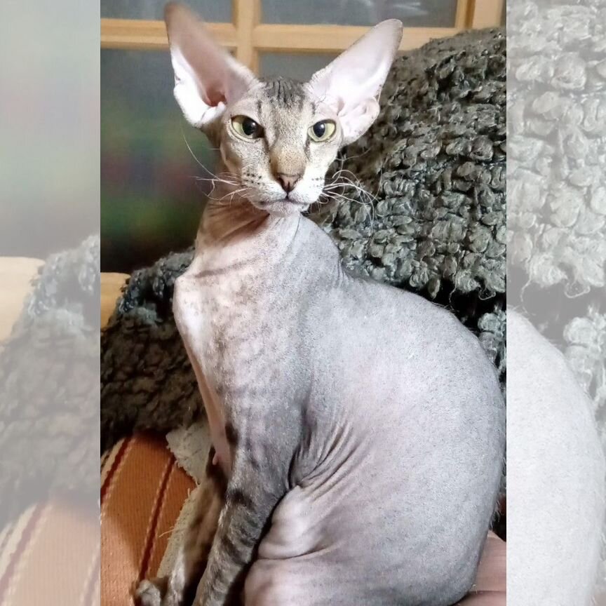 Петерболд котёнок