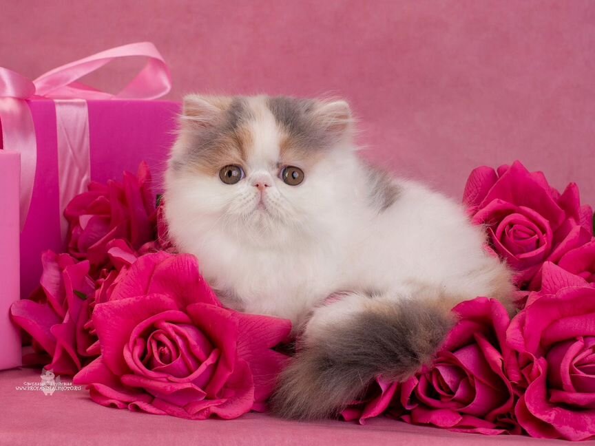 Персидские котята