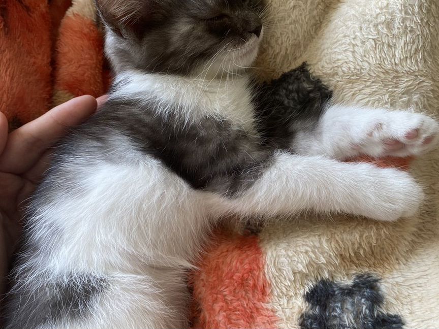 Отдам котят в добрые и заботливые руки