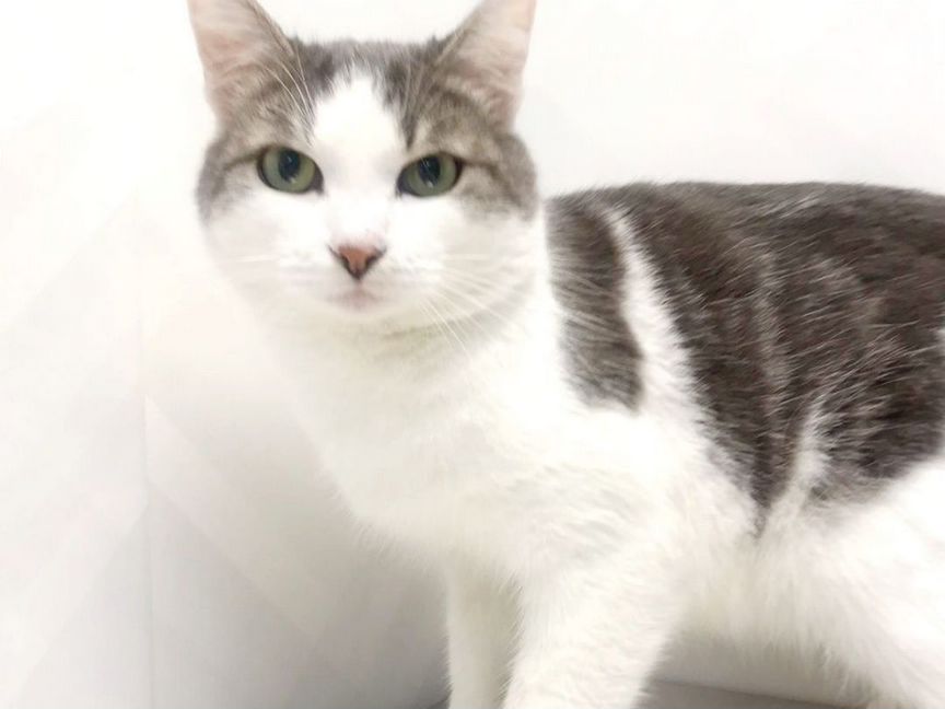 Кошка