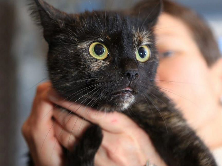 Черепаховая кошка,разноцветная кошка из приюта