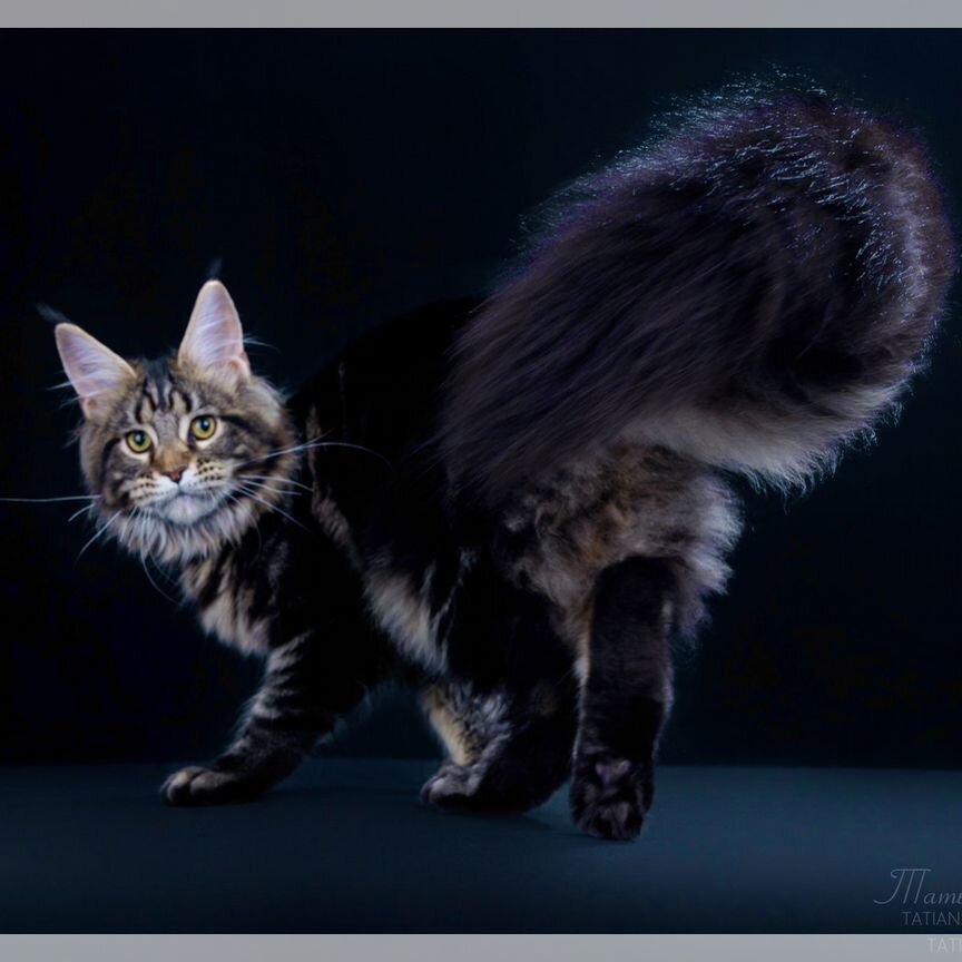 Мейн-кун котёнок