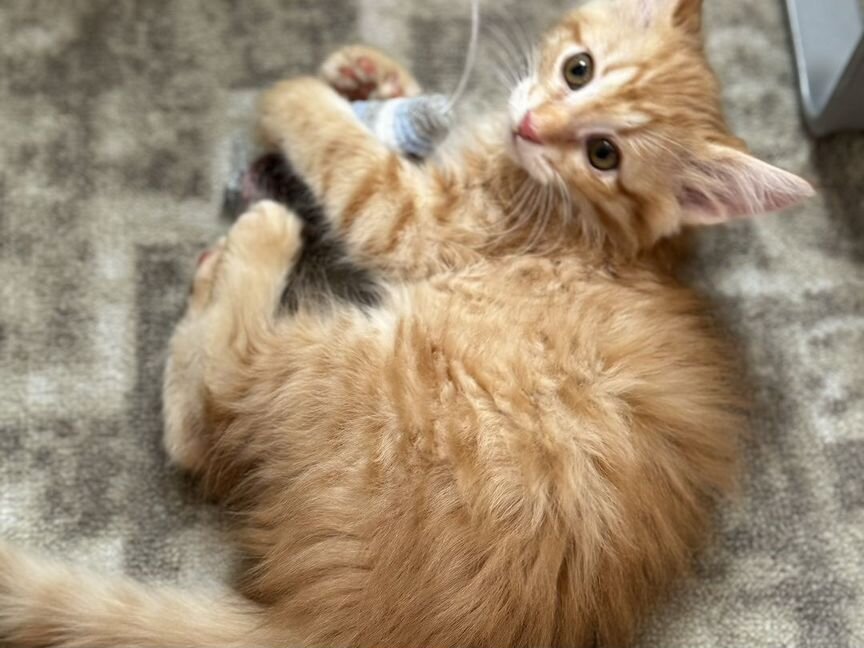 Котенок Вафелька 3 месяца