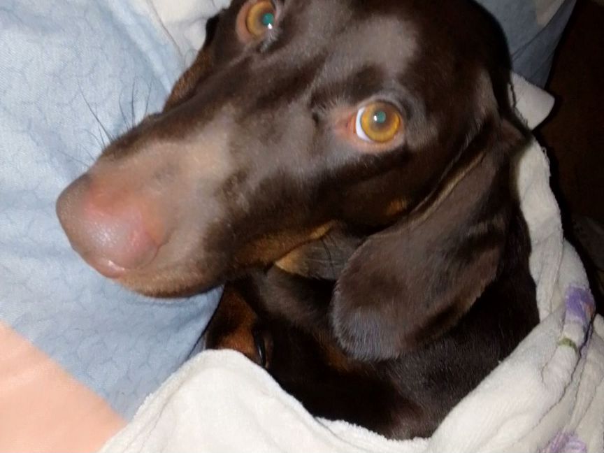 Вязка Такса мальчик