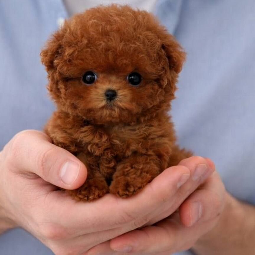 Мальтипу, щенок