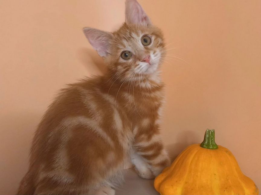 Котик красный с короткой шерстью Курильский