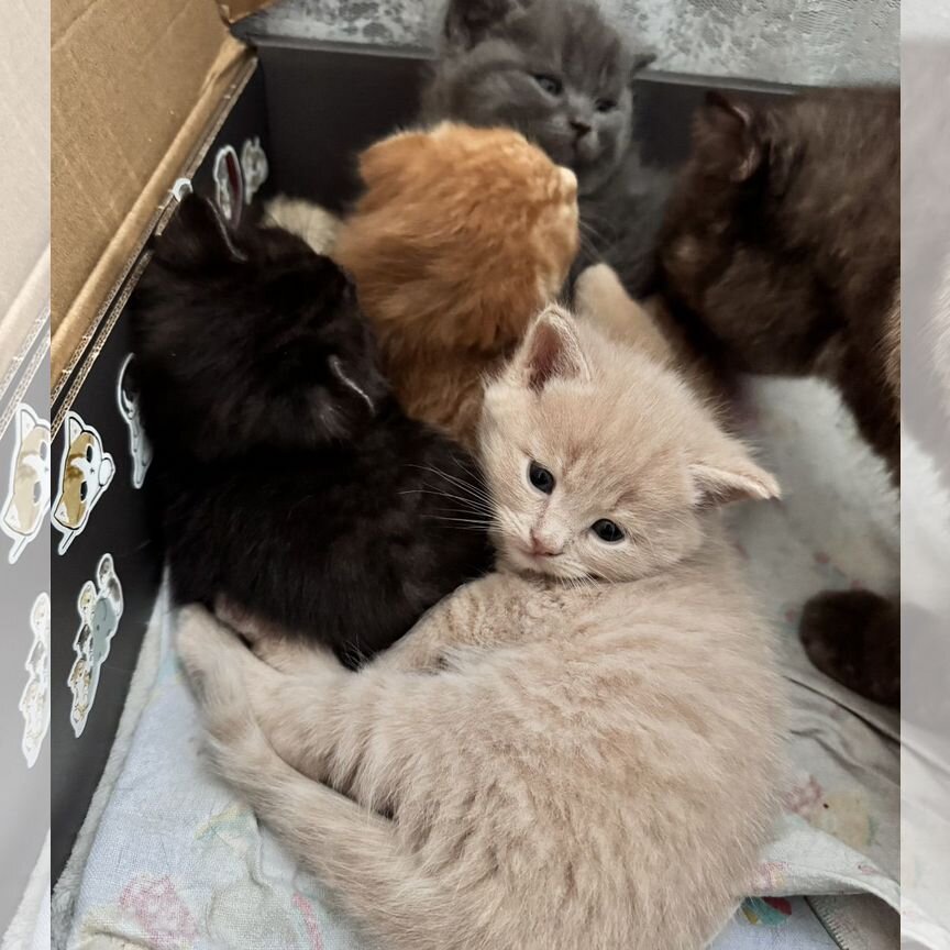 Британские котята