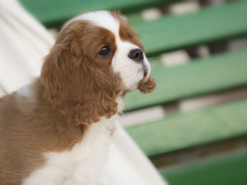 Кавалер кинг чарльз спаниель щенок мальчик