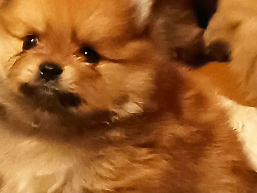 Померанский шпиц медвежьего типа