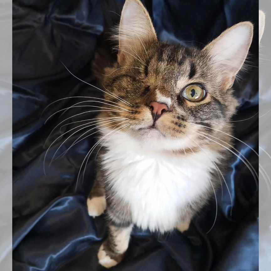 Котёнок в добрые руки