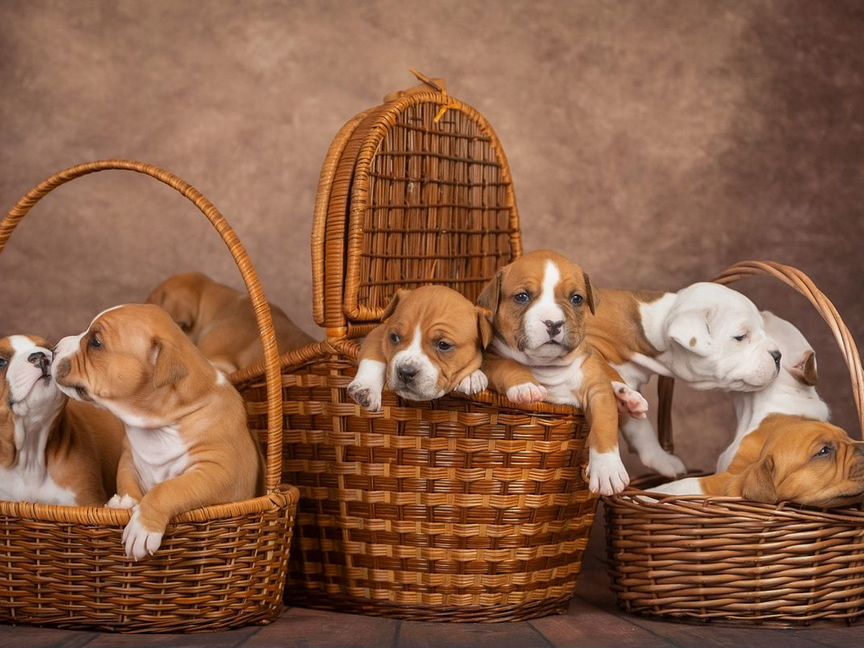 Щенки амстаффа