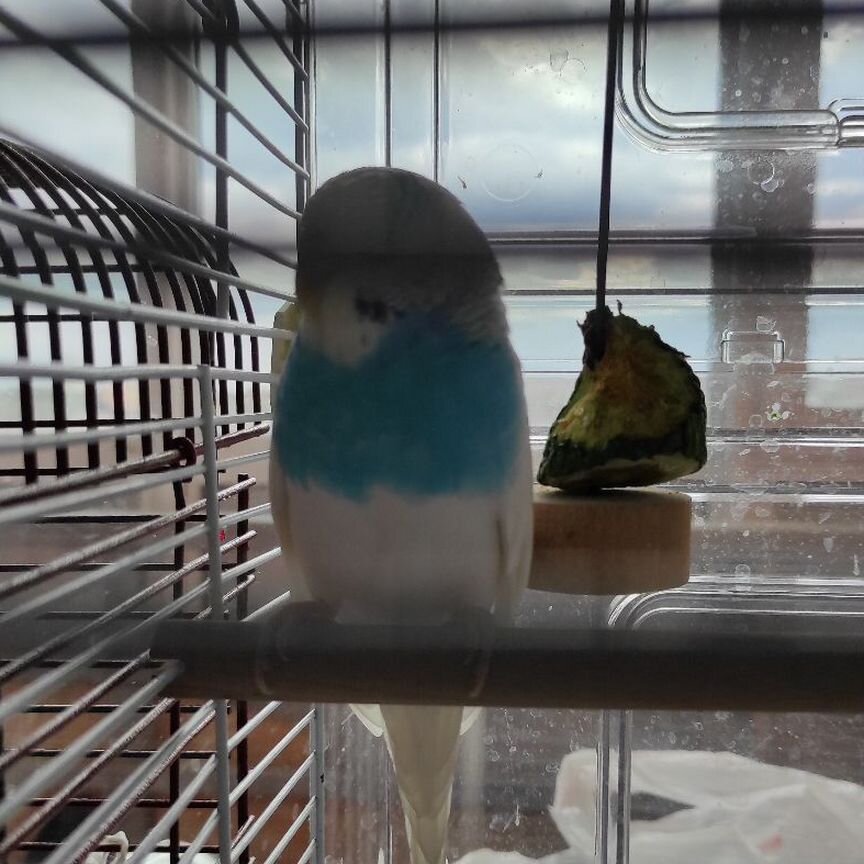 Волнистый попугай с клеткой