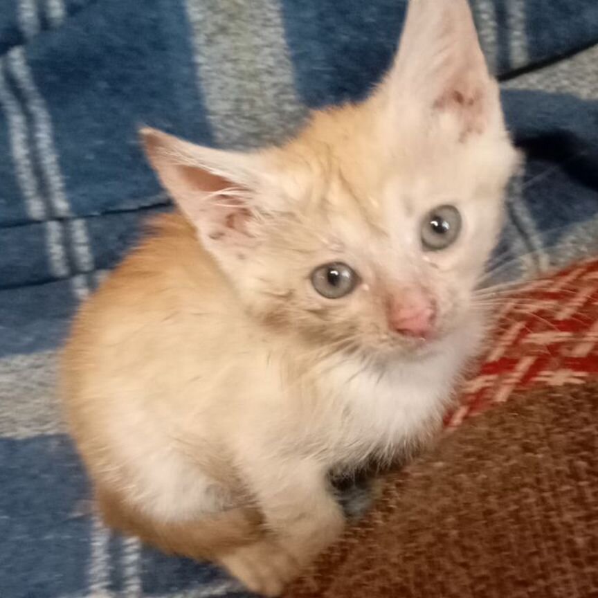 Котёнок в добрые руки