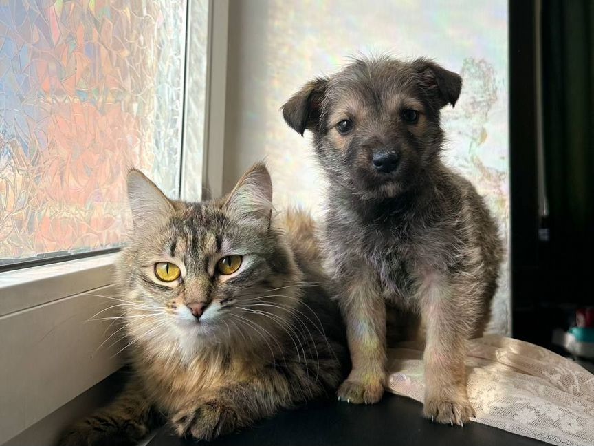 Щенок от небольшой собаки ищет дом