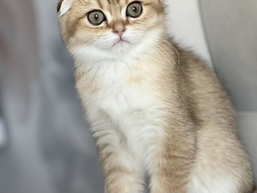 Шотландский котик в драгоценном окрасе