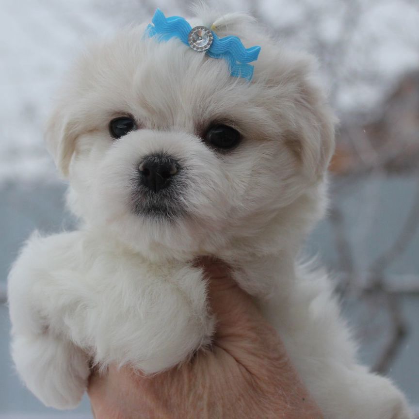 Мальтипу, щенок