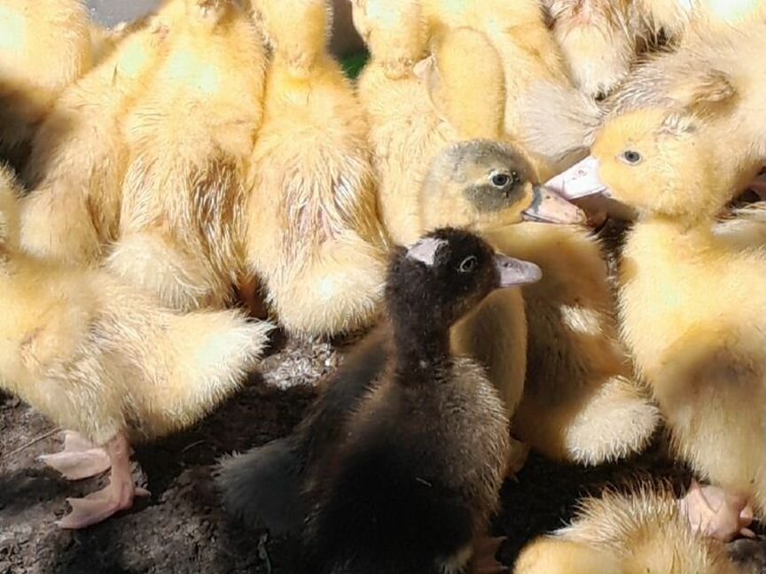 Утята подрощенные