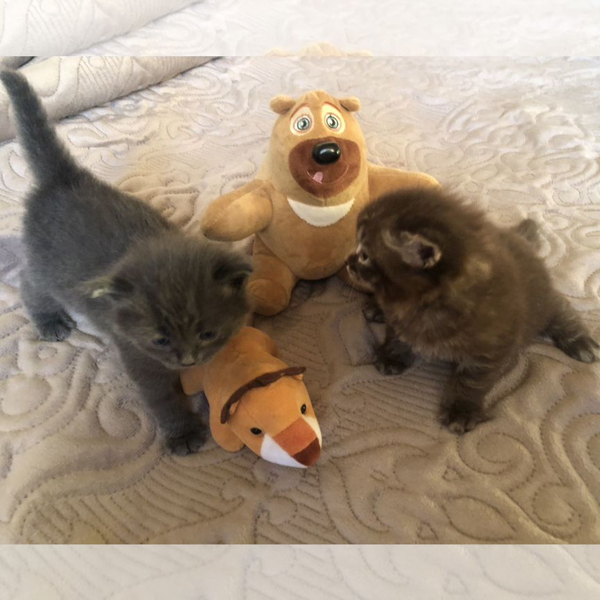 Британские котята