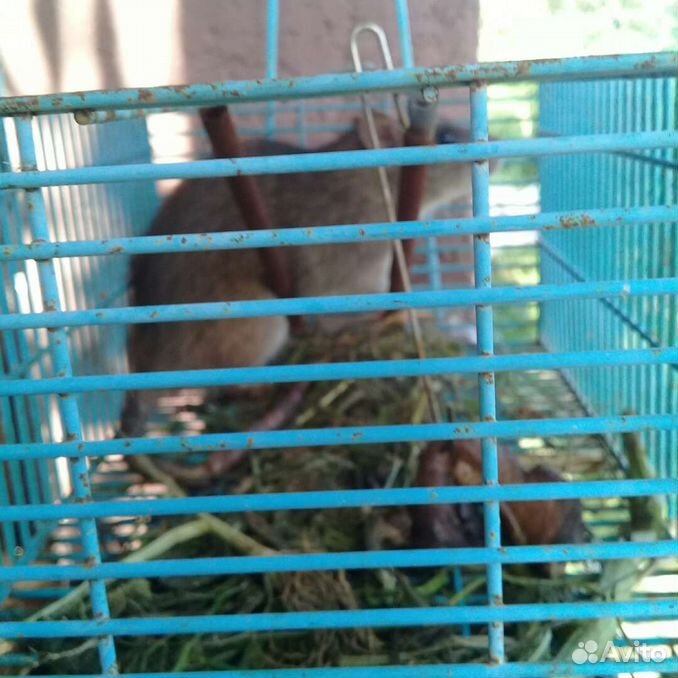 Крыса дикая