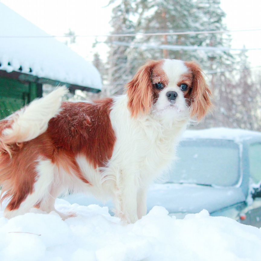 Щенок кавалер кинг чарльз спаниель, подрощенная де