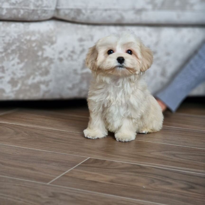 Мальчик мальтипу мини