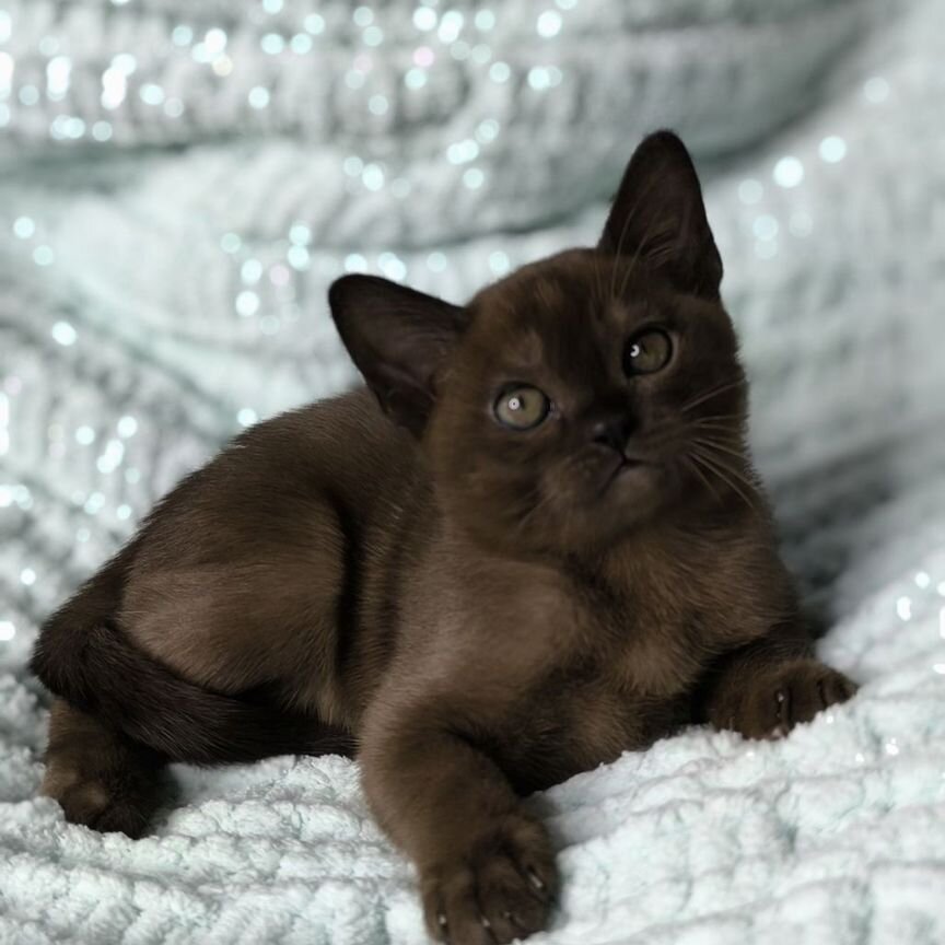 Шикарные мальчишки