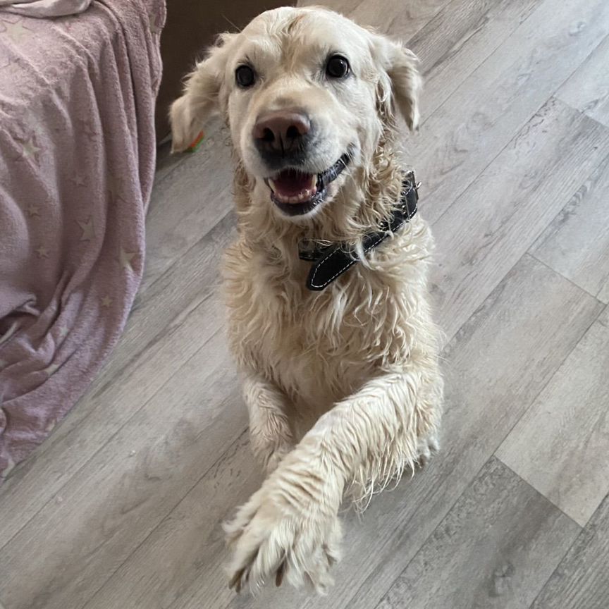 Золотистый ретривер, взрослая собака