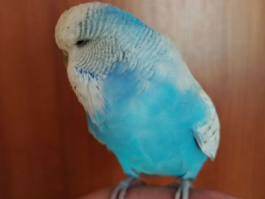 Выставочный попугай Чех, самочка