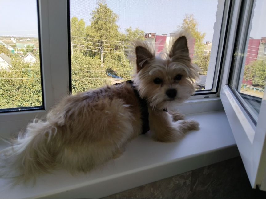 В добрые руки (для семьи)