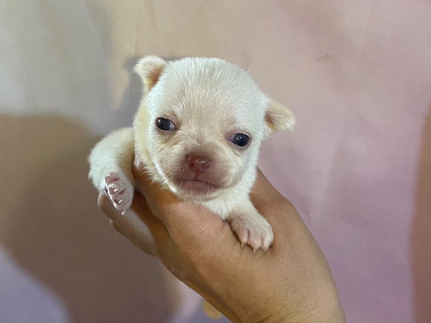 Щенки чихуахуа