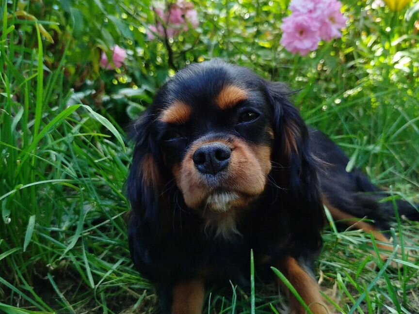 Ккчс подрощеная девочка