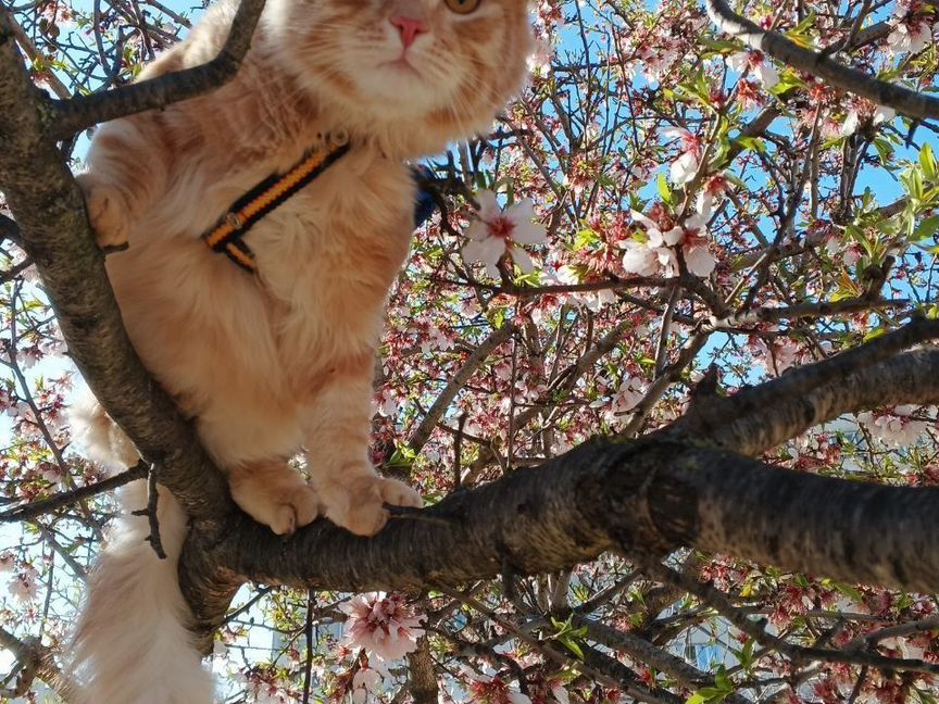 Вязка с сибирским котом