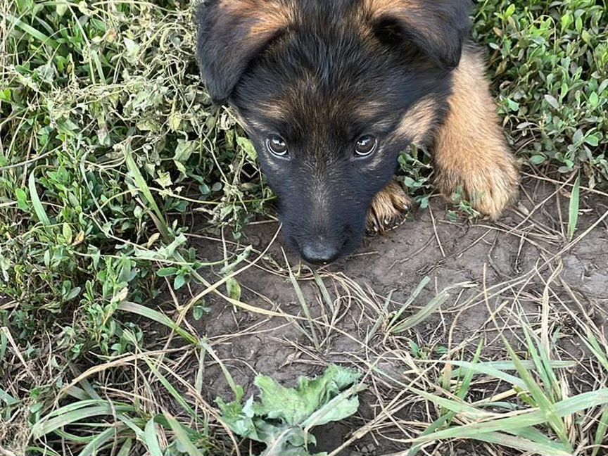 Немецкая овчарка