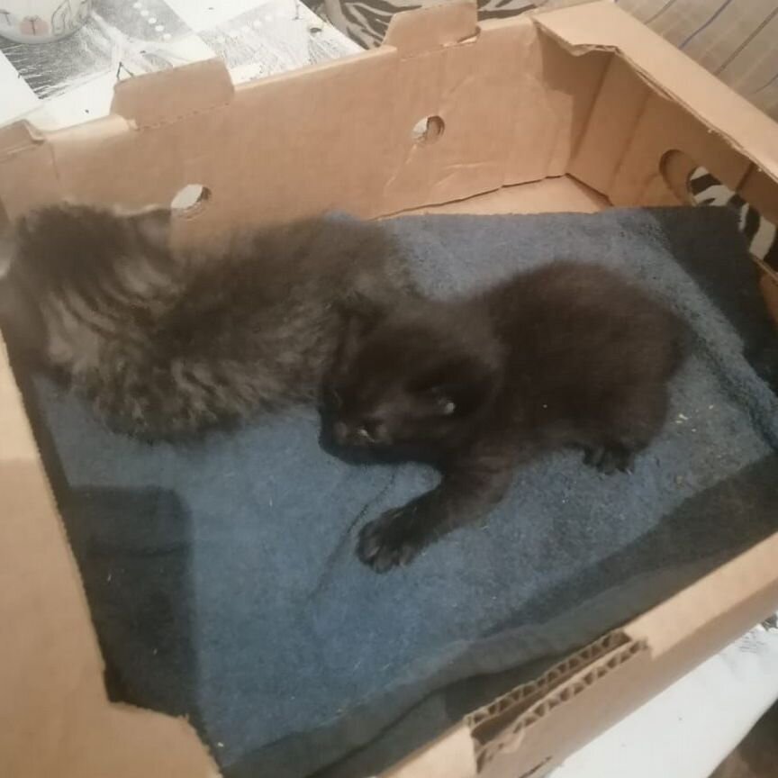 Милые котики