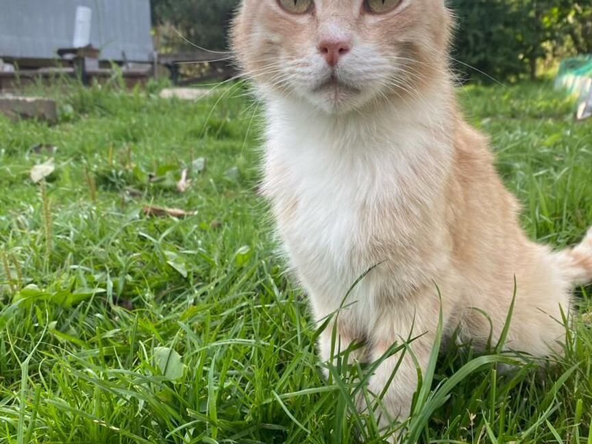 Котик, 8-10 мес., ручной и несчастный