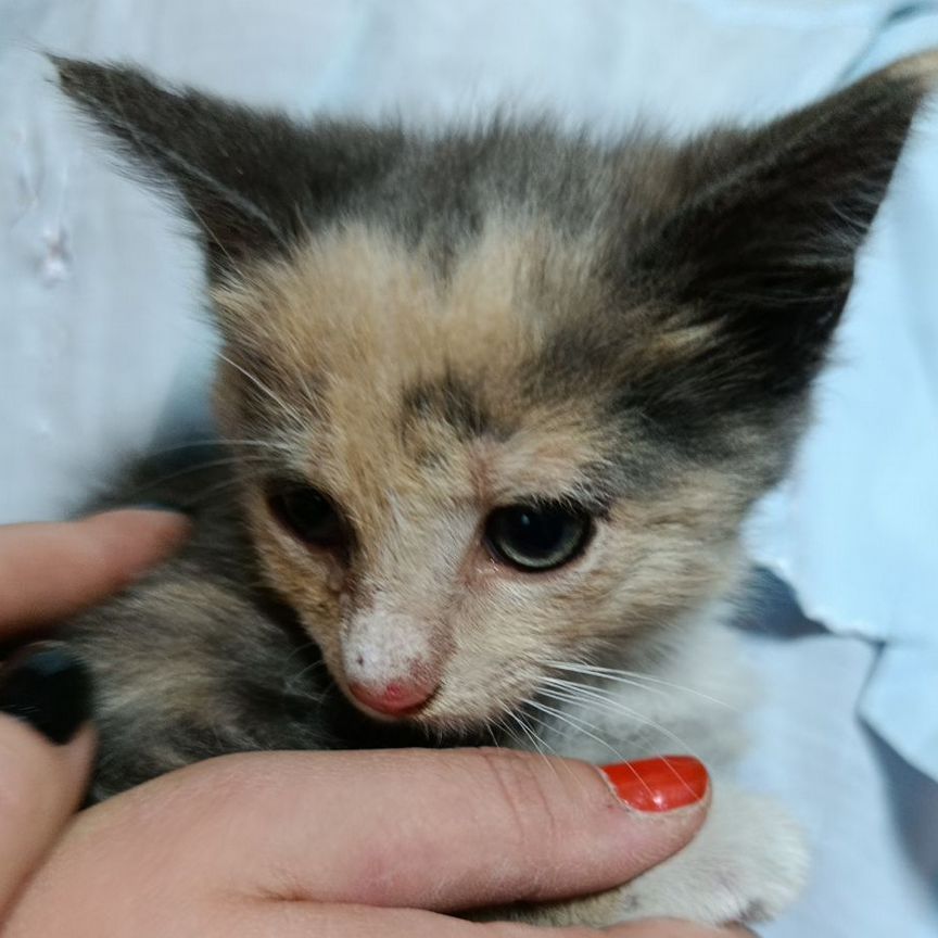 Котёнок в добрые руки