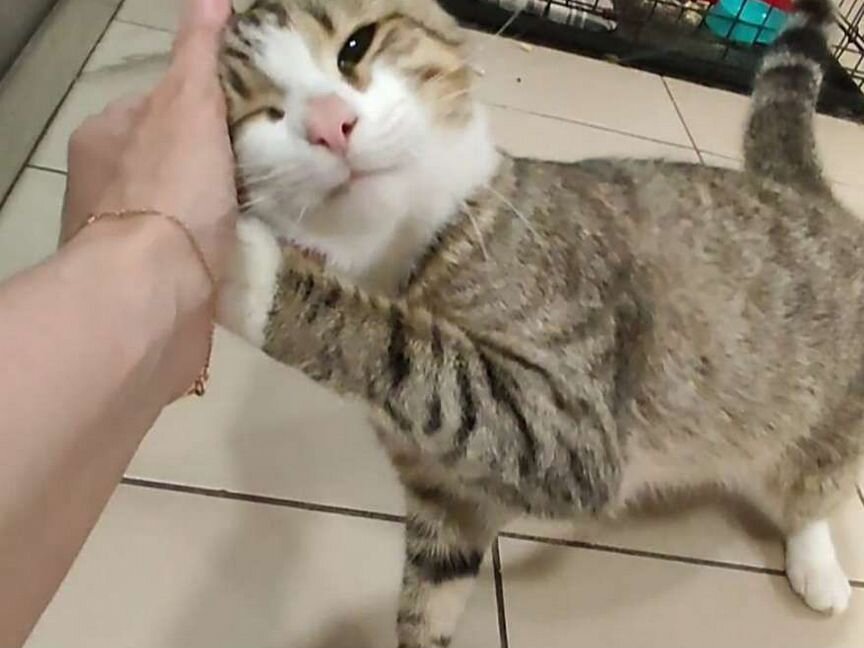 Котик в дар