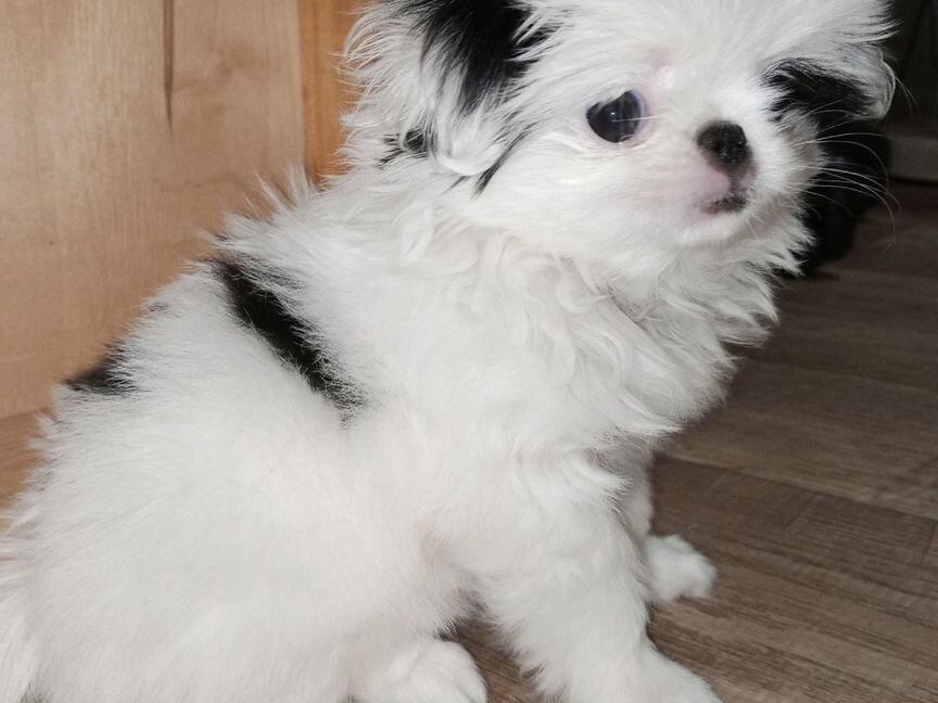 Щенки японский хин