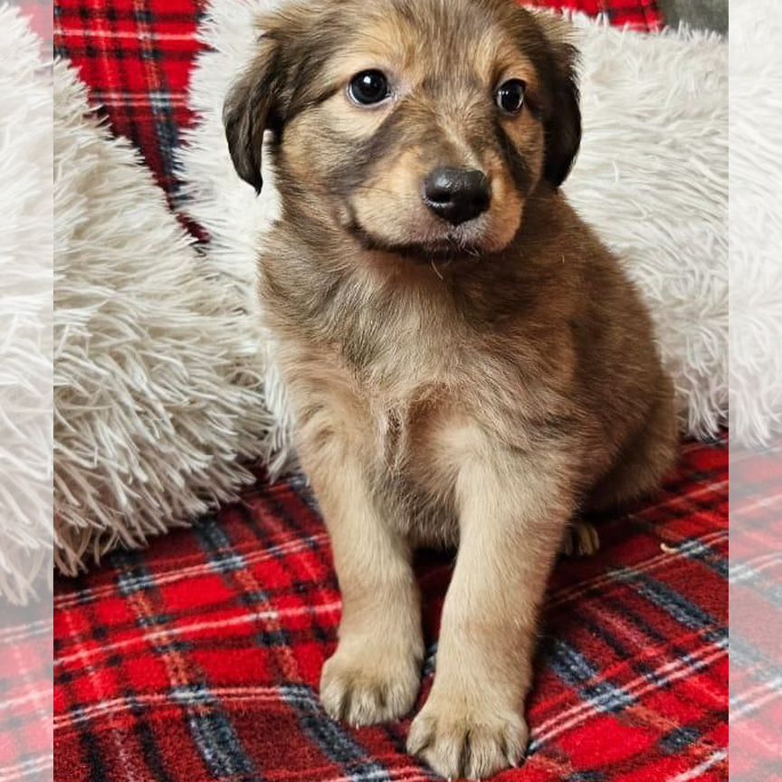 Щенок в добрые руки