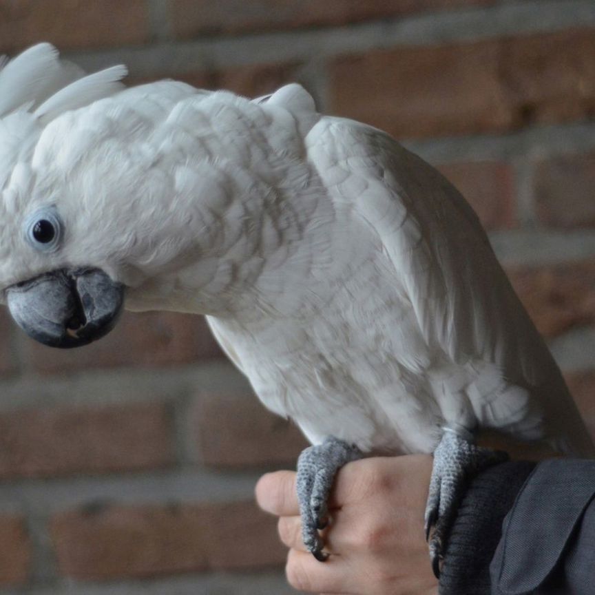 Попугай какаду