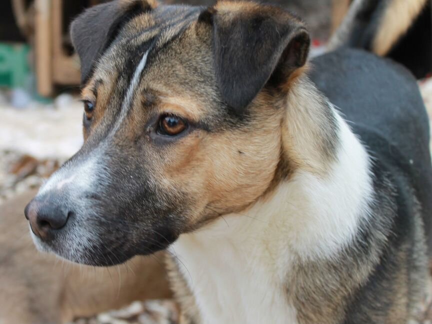 Молодой пес Федя ждет хозяина