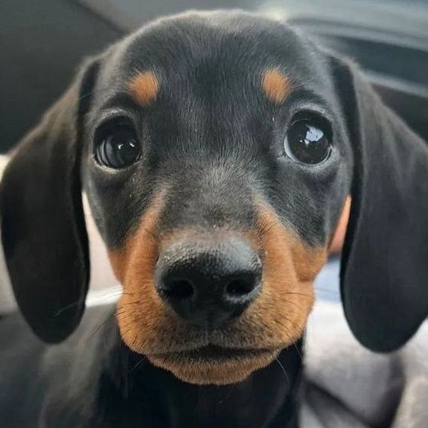 Такса, щенок