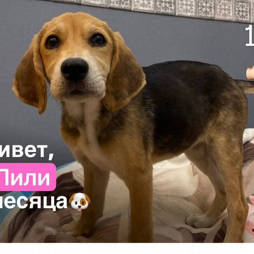 Русская пегая гончая, щенок