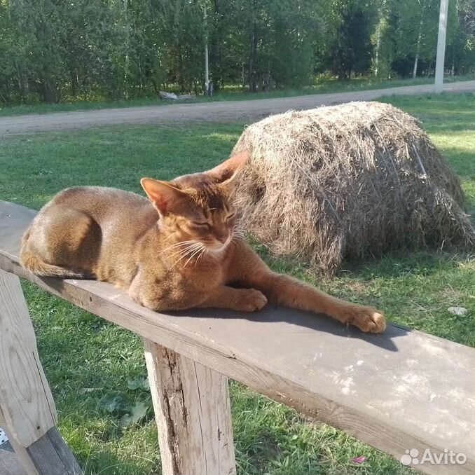 Абиссинские котята