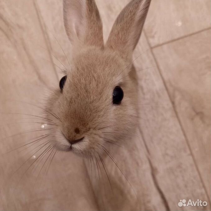 Продам декоративного кролика