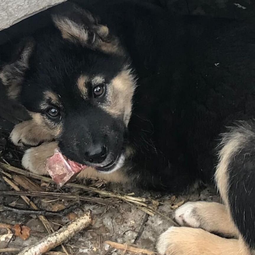 Щенок в добрые руки