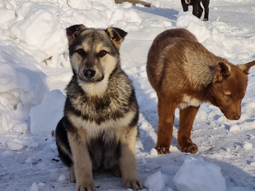 Щенок для самого доброго хозяина