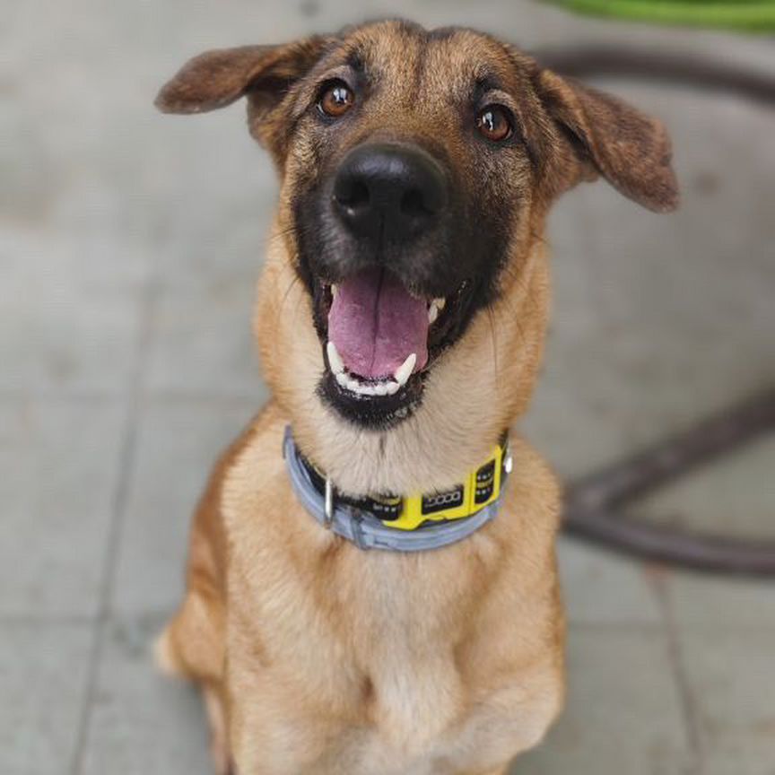 Собака в добрые руки