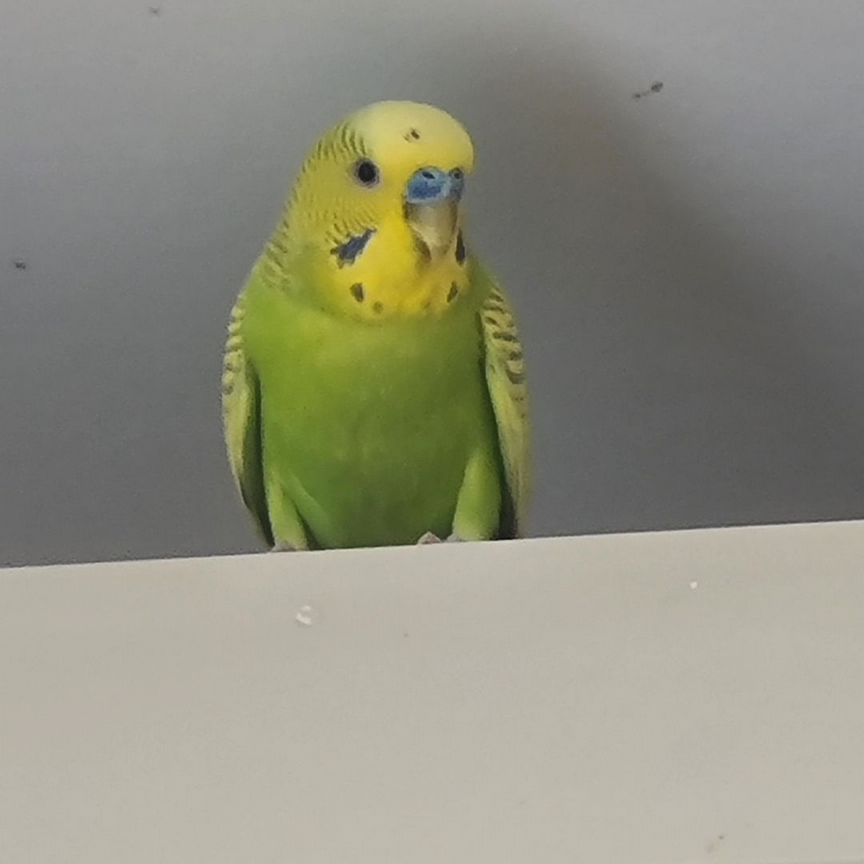 Волнистый попугай с клеткой мальчик